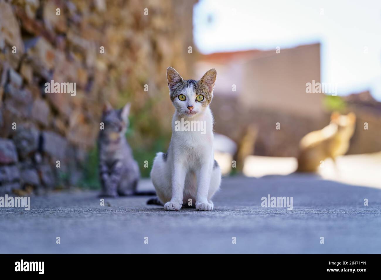 Portrait dirty stray feral cat hi-res stock photography and images - Alamy