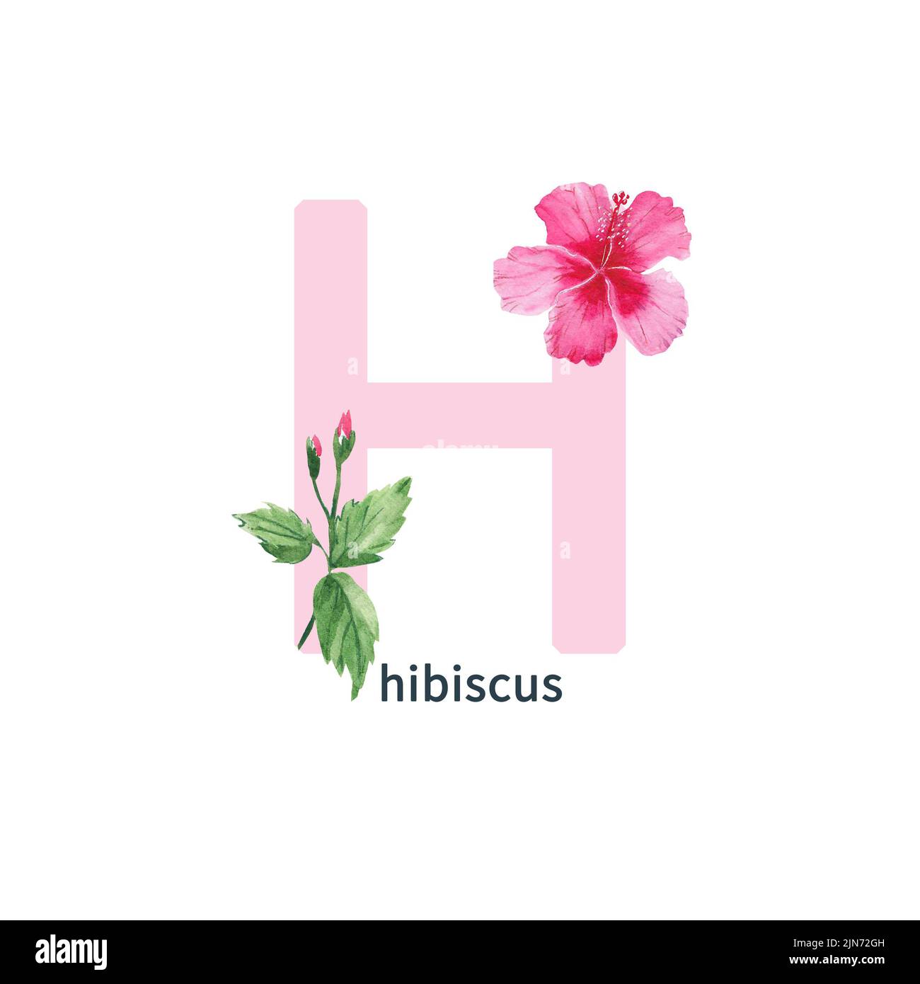 Letter H, pink hibiscus, flower ABC alphabet. Watercolor illustration ...