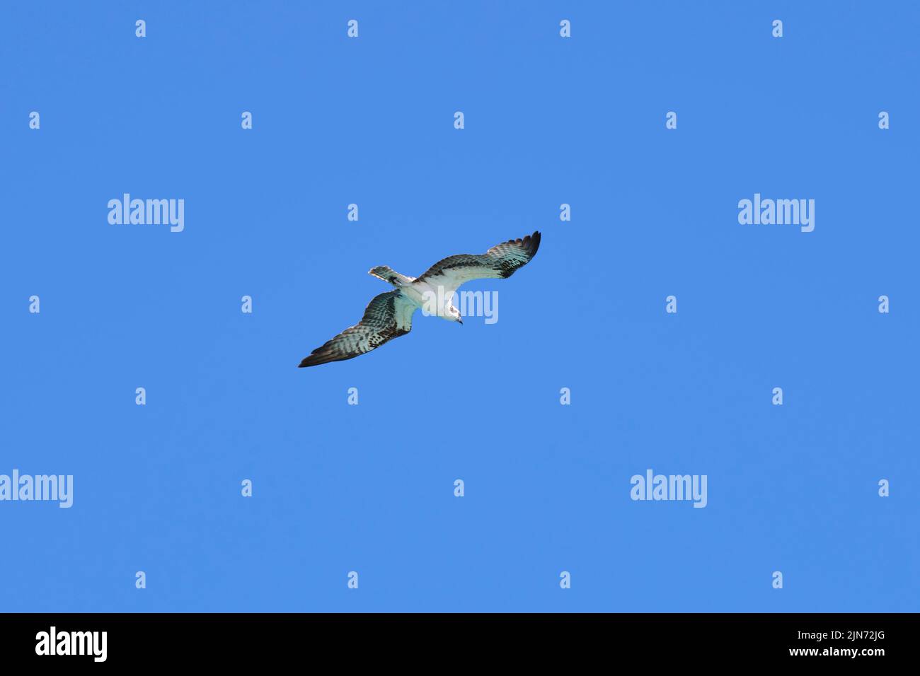 Beautiful wild bird eagle with spread wings flying high in blue sky ...