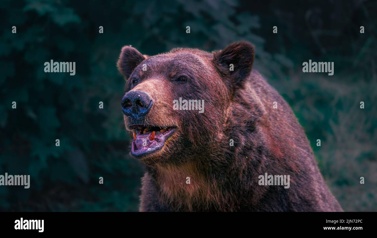 The close-up portrait of a Grizzly bear with its mouth open Stock Photo ...
