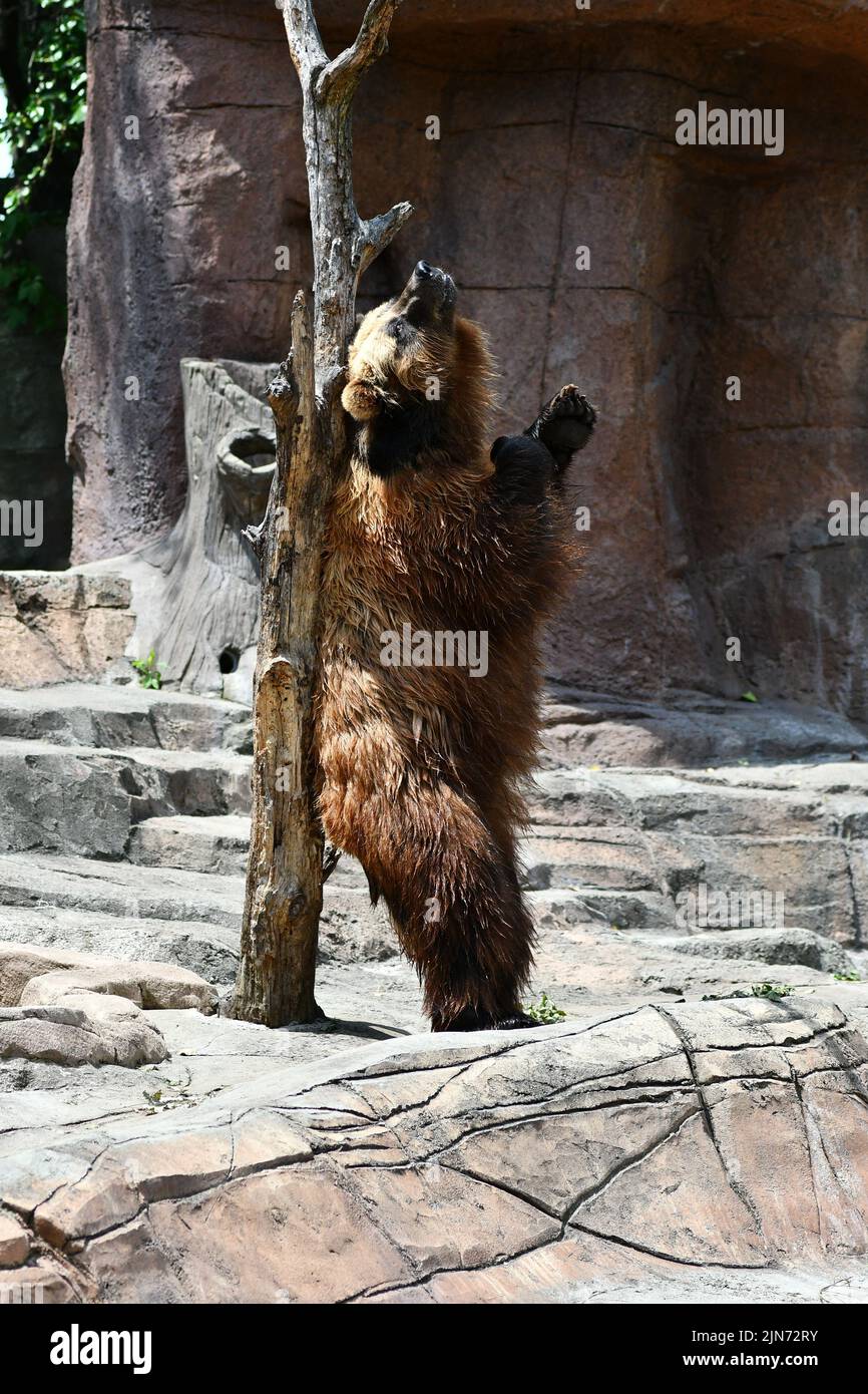 The vertical view of a Grizzly bear rubbing back on the tree on a sunny ...