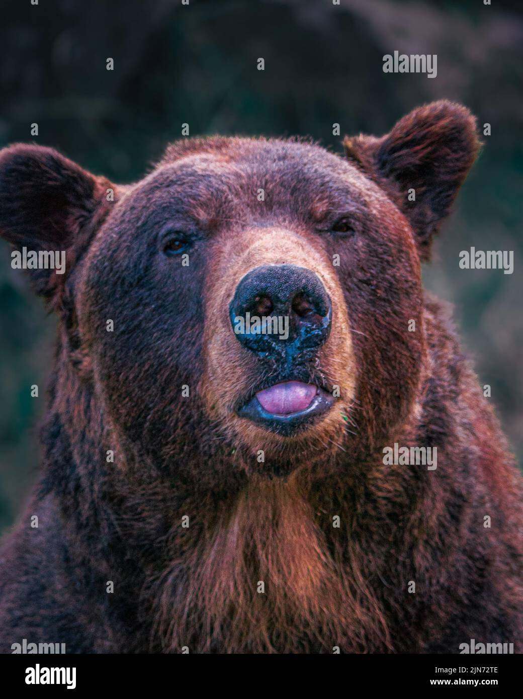The vertical funny portrait of a Grizzly bear sticking out its tongue ...