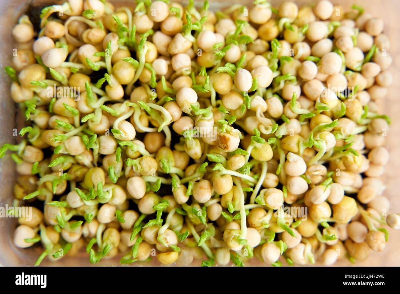 Pea microgreen seeds sprouted. Weaving on a piece of agro fabric Stock ...