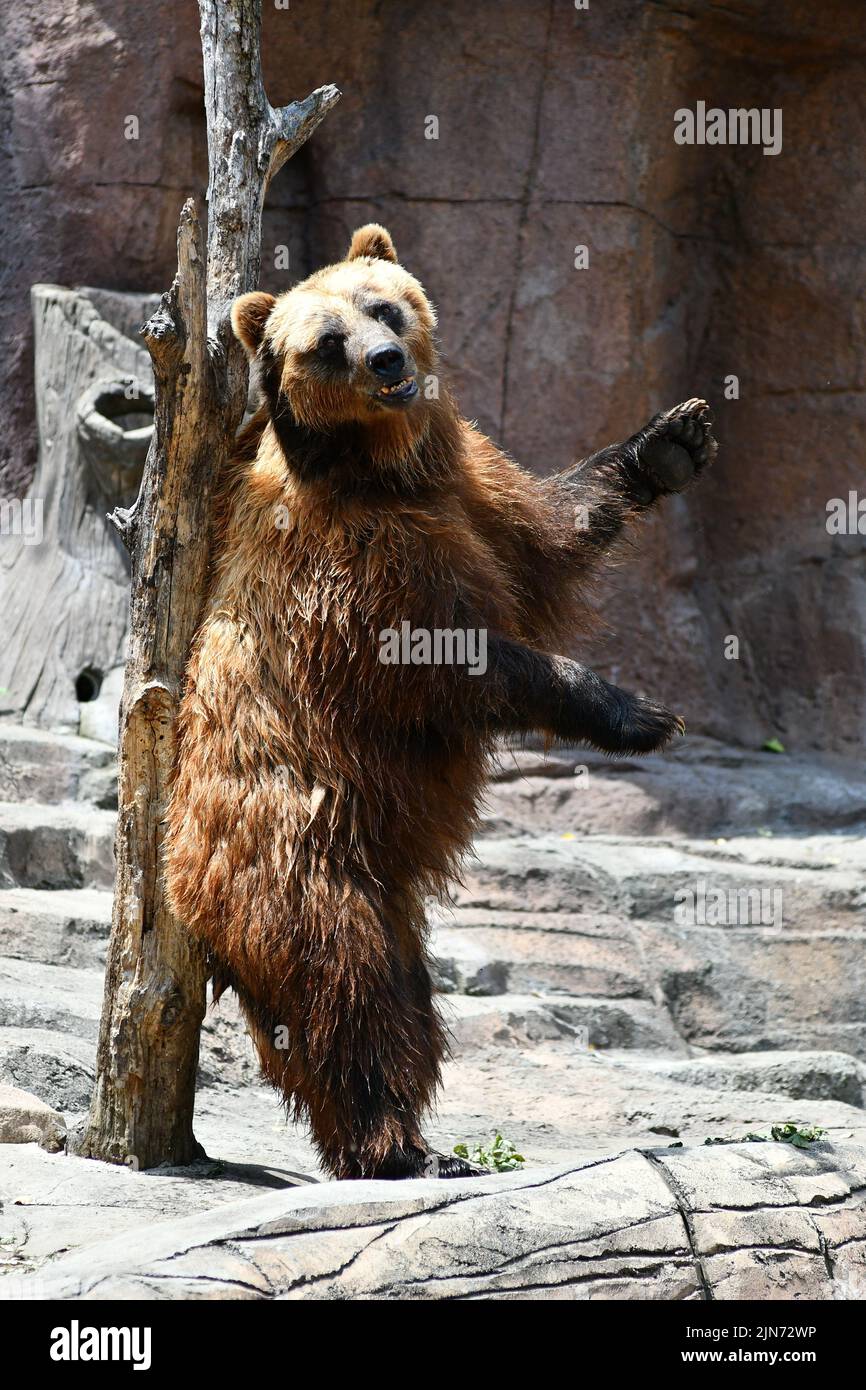 The vertical view of a Grizzly bear rubbing back on the tree on a sunny ...