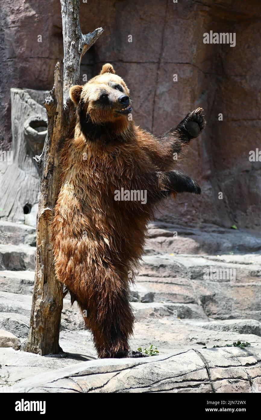 The vertical view of a Grizzly bear rubbing back on the tree on a sunny ...