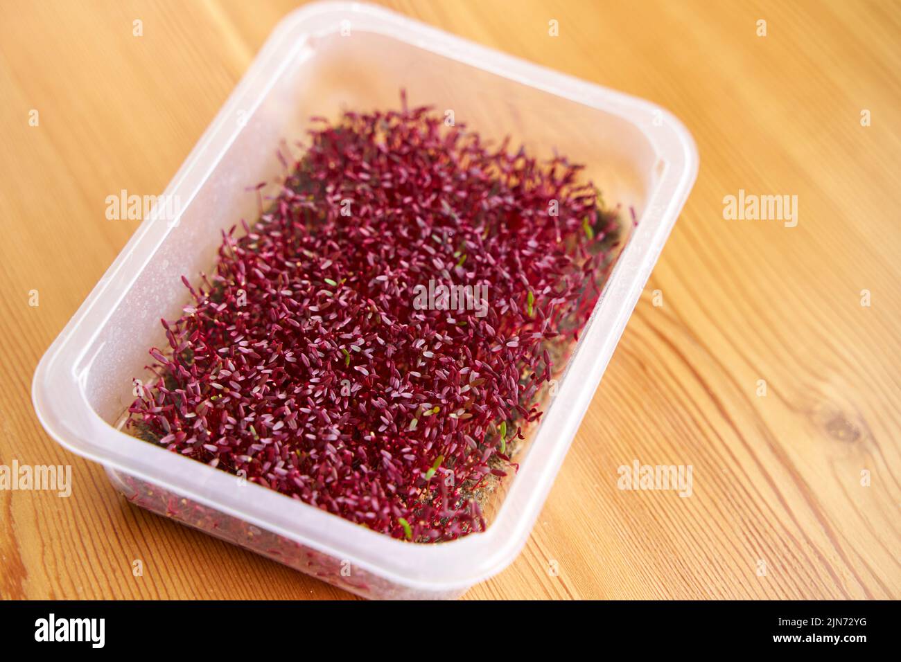 Red color microgreen amaranth growed on the fabric on wooden background ...