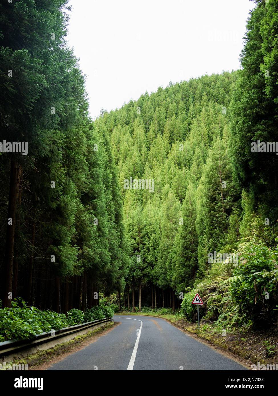A vertical shot of a road surrounded by dense vegetation and nature ...