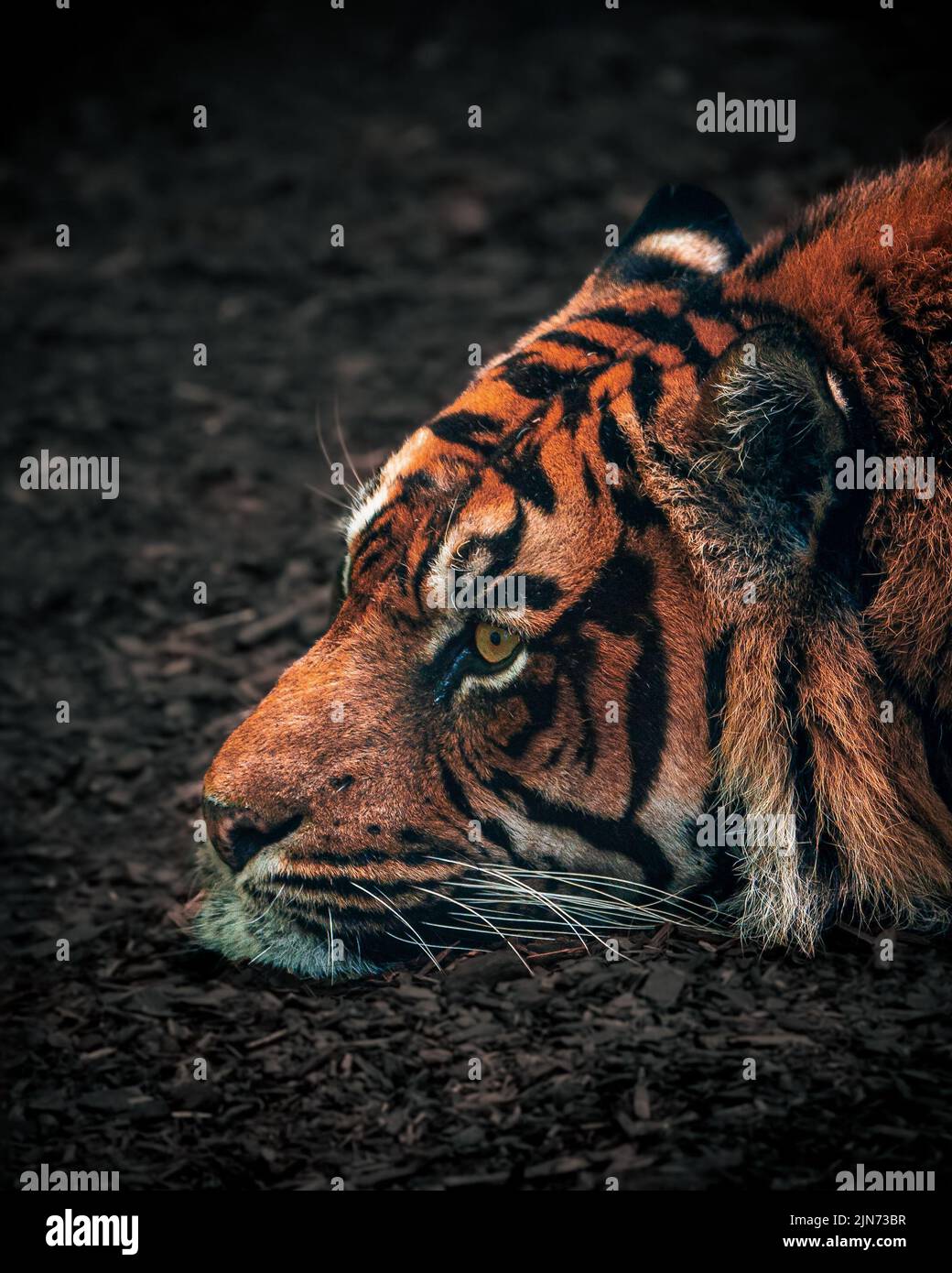 The vertical close-up view of a Sumatran tiger's head laying on the ...