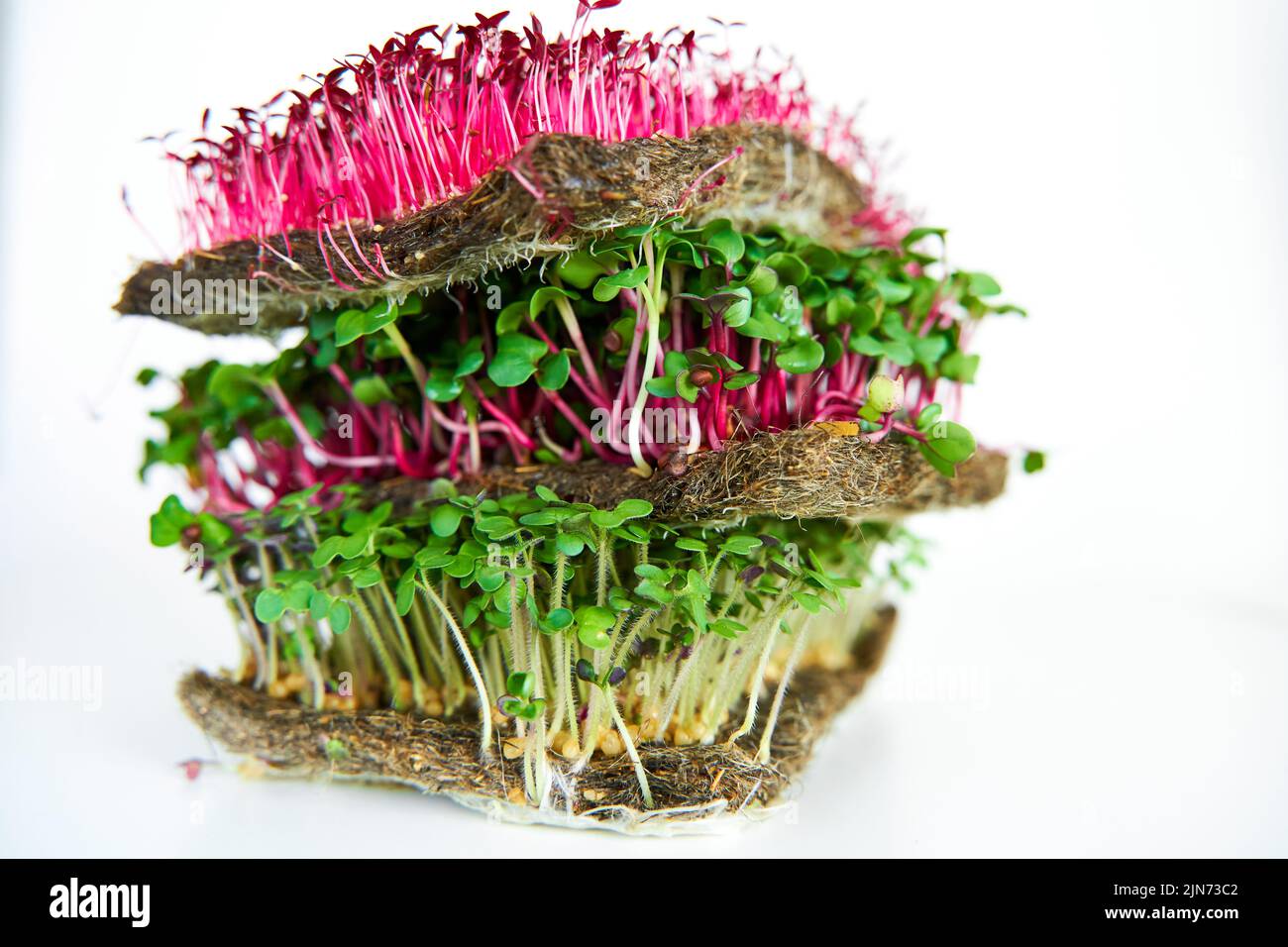 Microgreen plants mix of various plants. Person holding in hand ...
