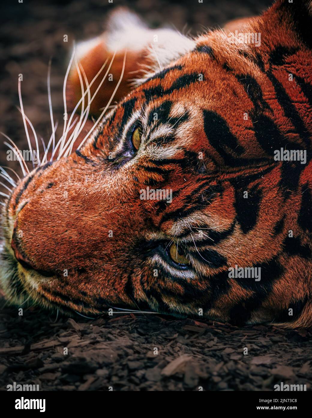 The vertical view of a Sumatran tiger's head laying on the ground with ...