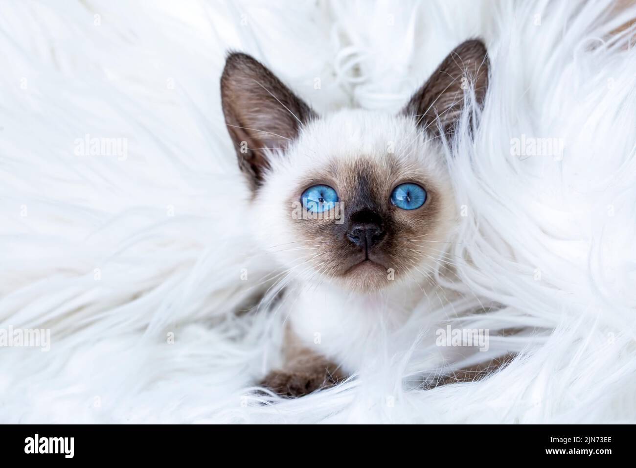 Cute siamese cat hi-res stock photography and images - Alamy