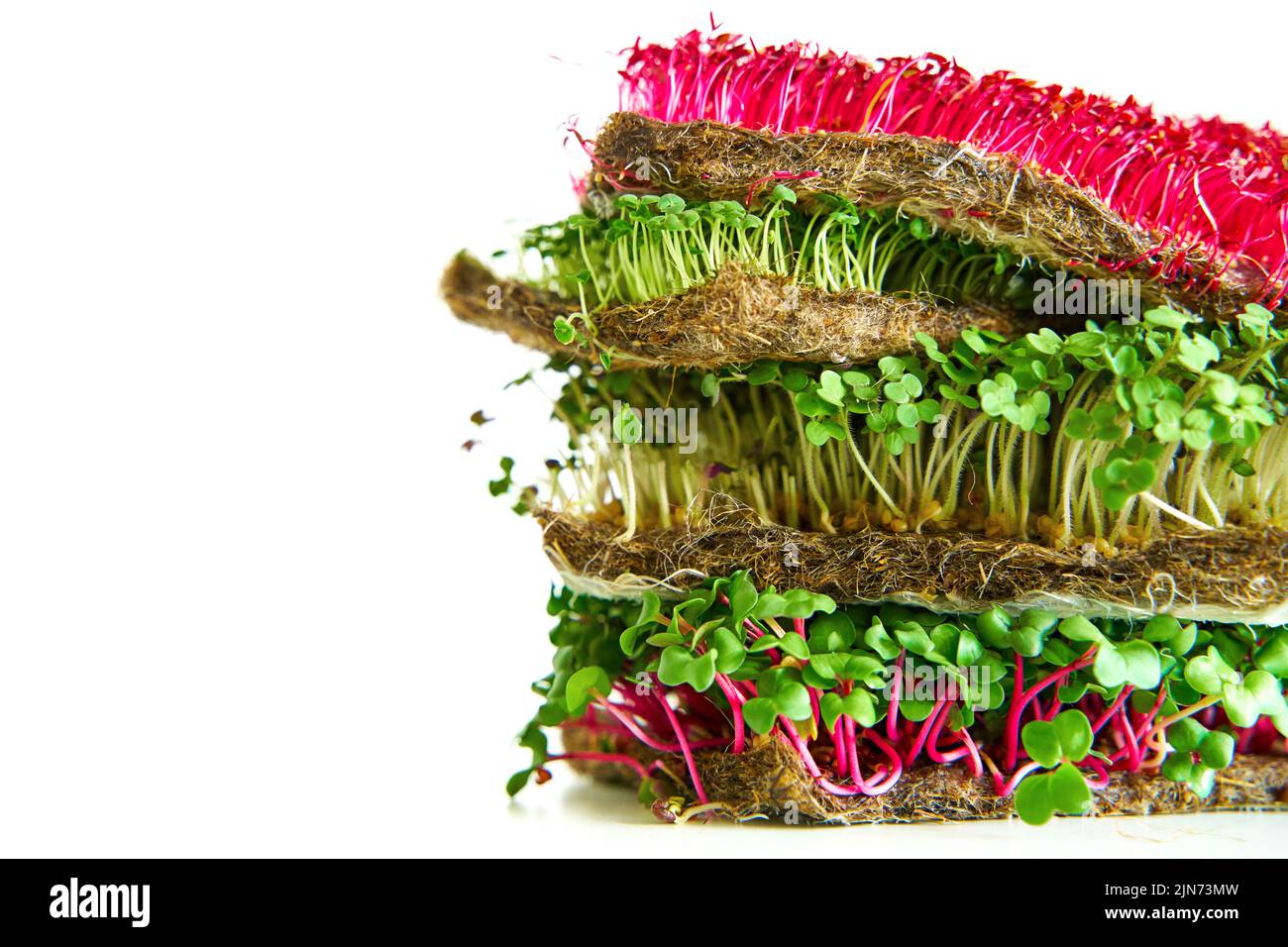 Microgreen plants mix of various plants. Person holding in hand ...