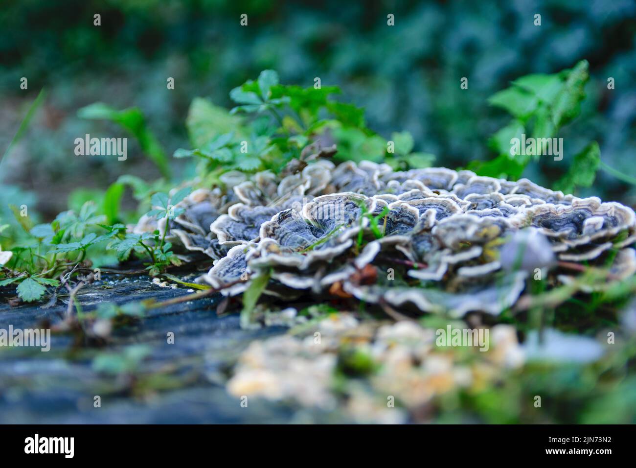 The close-up view of the turkey tale funguses and green leafy plants ...