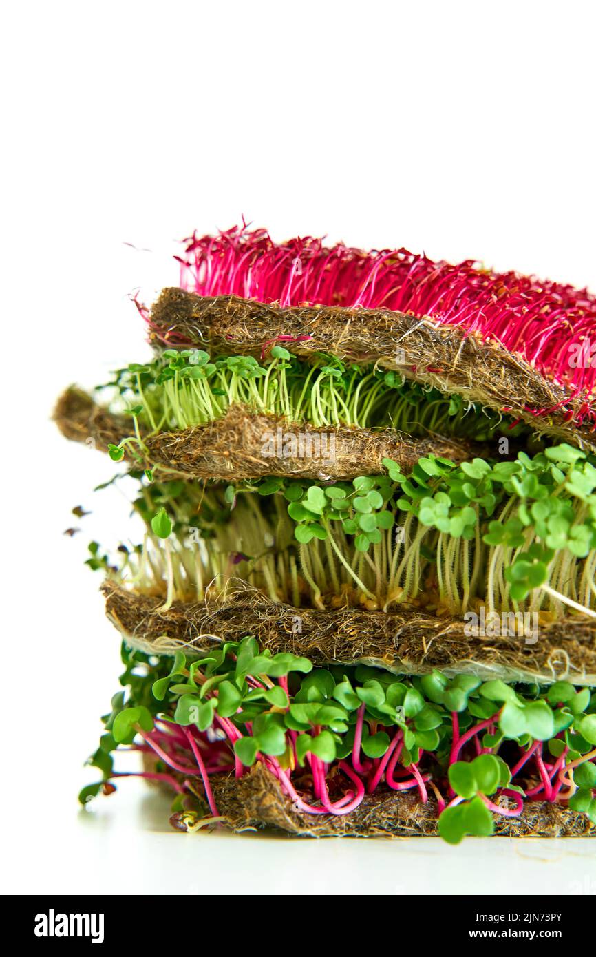 Microgreen plants mix of various plants. Person holding in hand ...