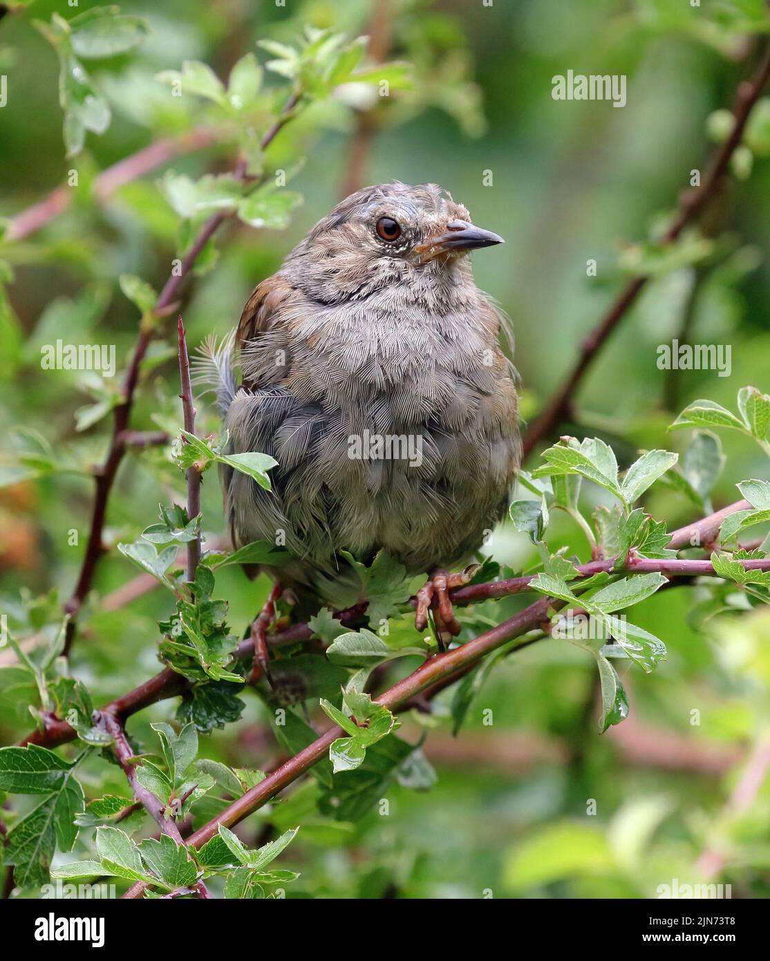 Dunnock (Prunella Modularis Stock Photo - Alamy