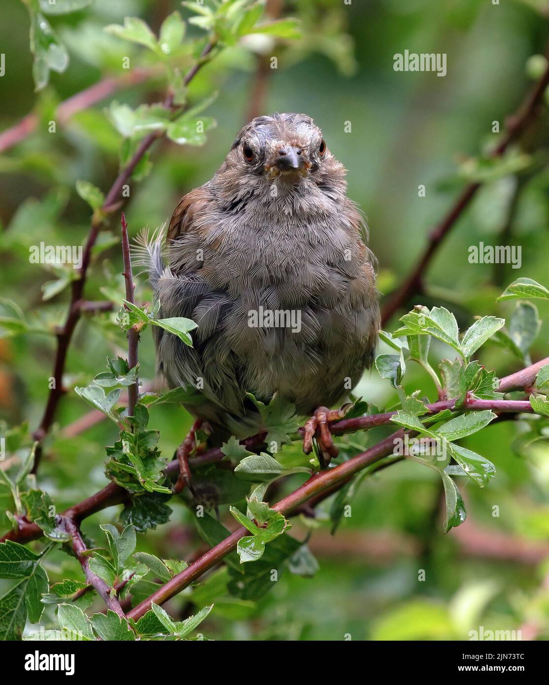 Dunnock (Prunella Modularis Stock Photo - Alamy
