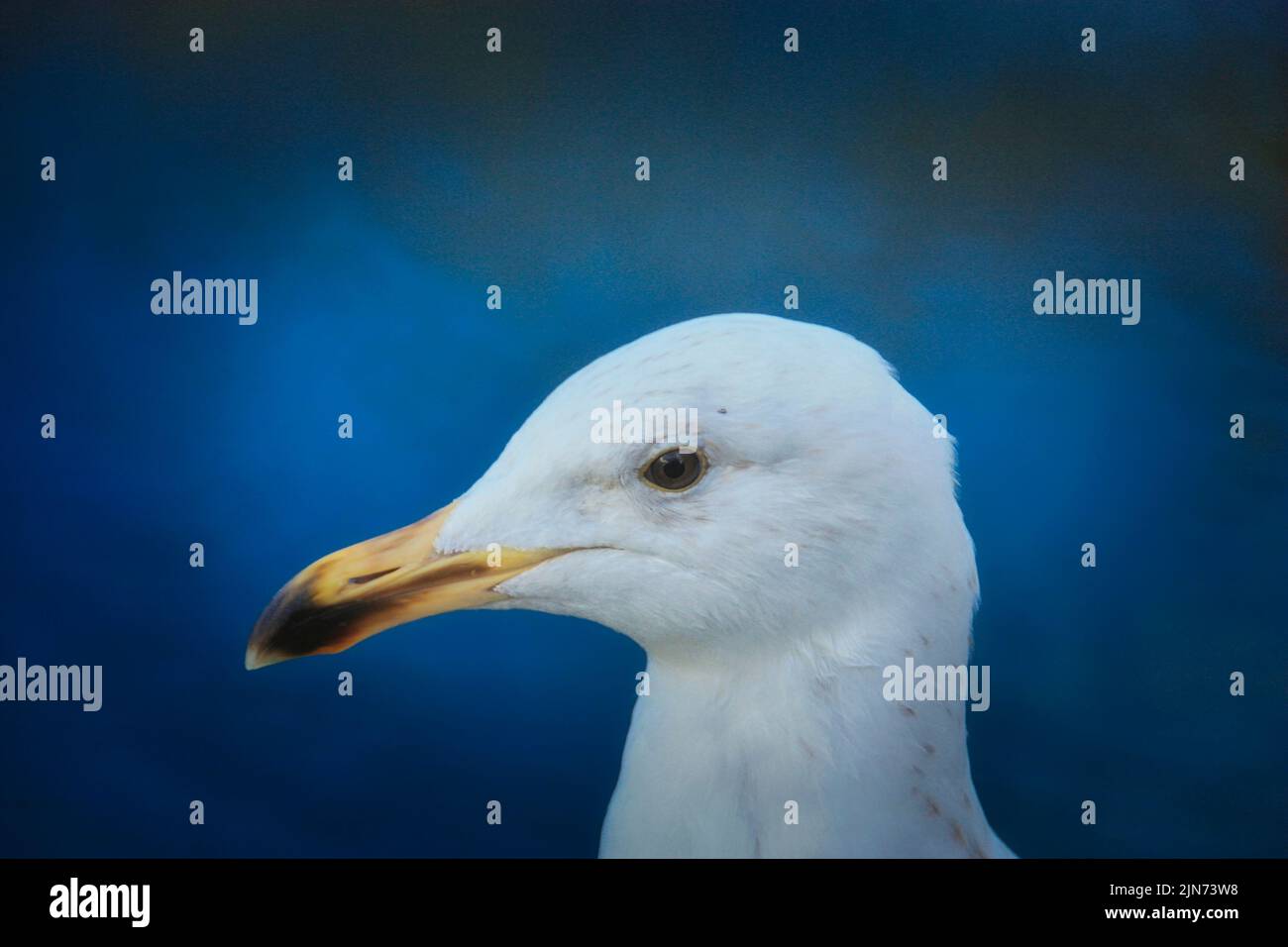A close-up of the head of a seagull Stock Photo - Alamy