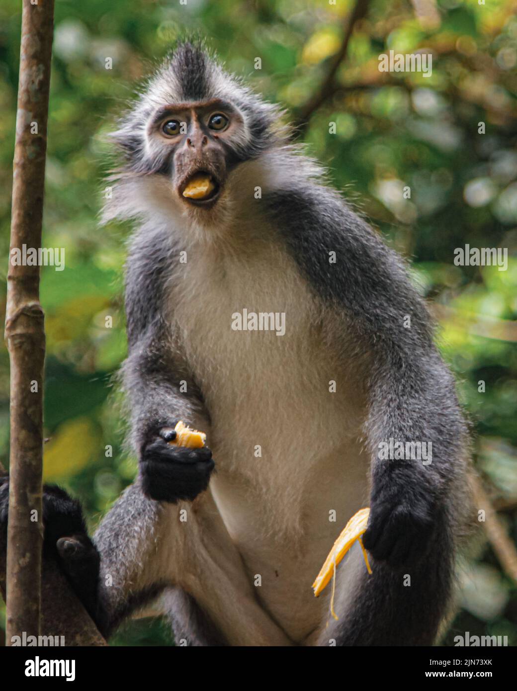 Wildlife in sumatra hi-res stock photography and images - Alamy