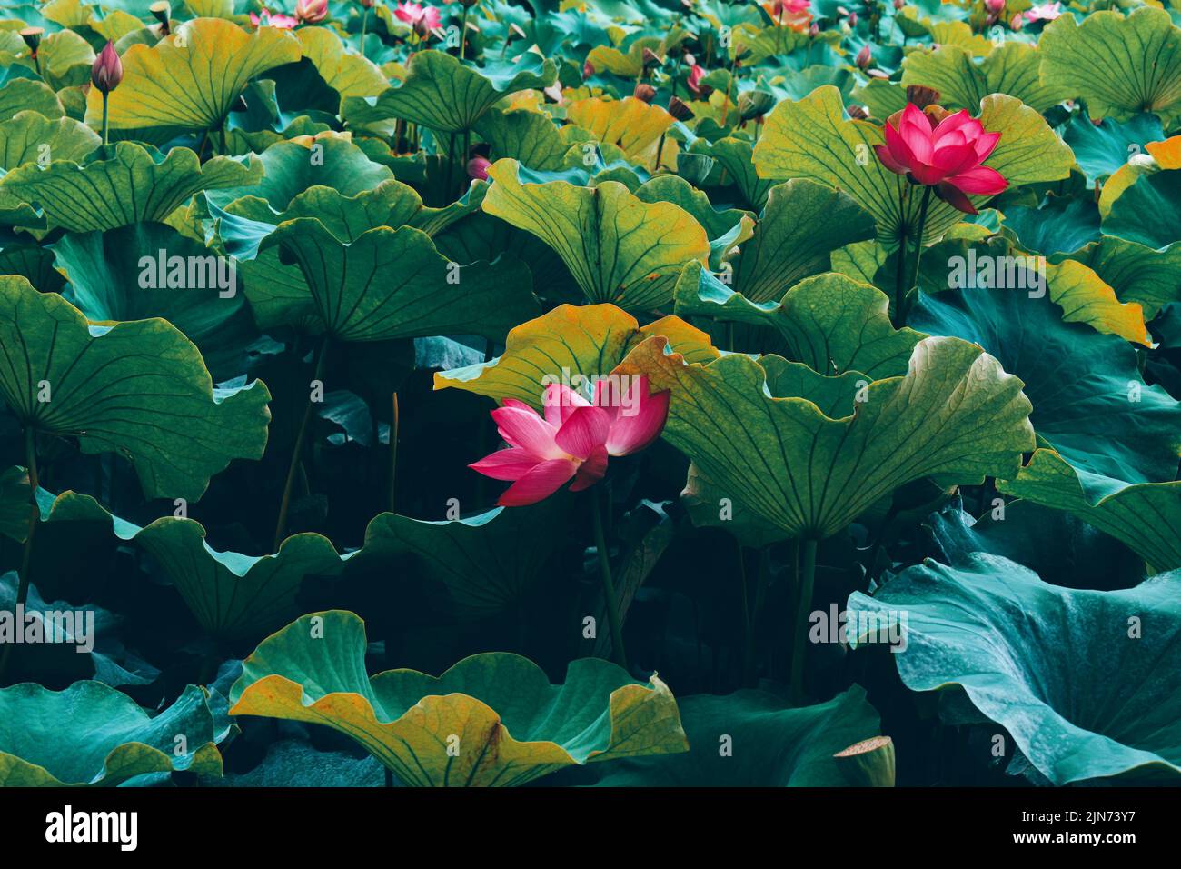 A beautiful pink Lotus blossom with green big leaves in the background ...