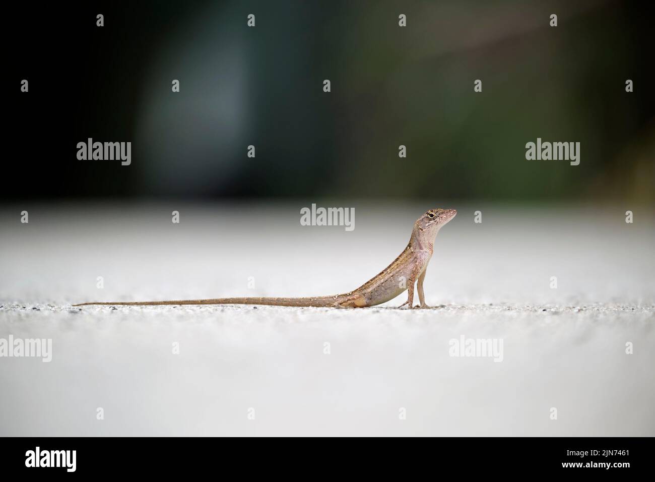 Macro closeup of blown alone lizard warming on summer sun. Anolis ...