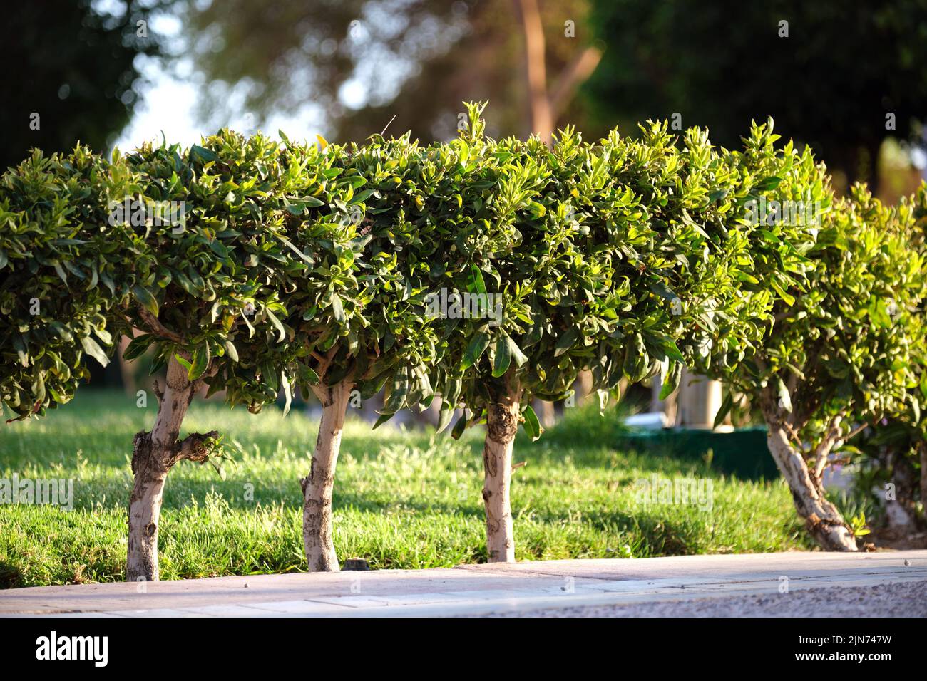 Neatly trimmed low trees growing along path in the park in summer ...