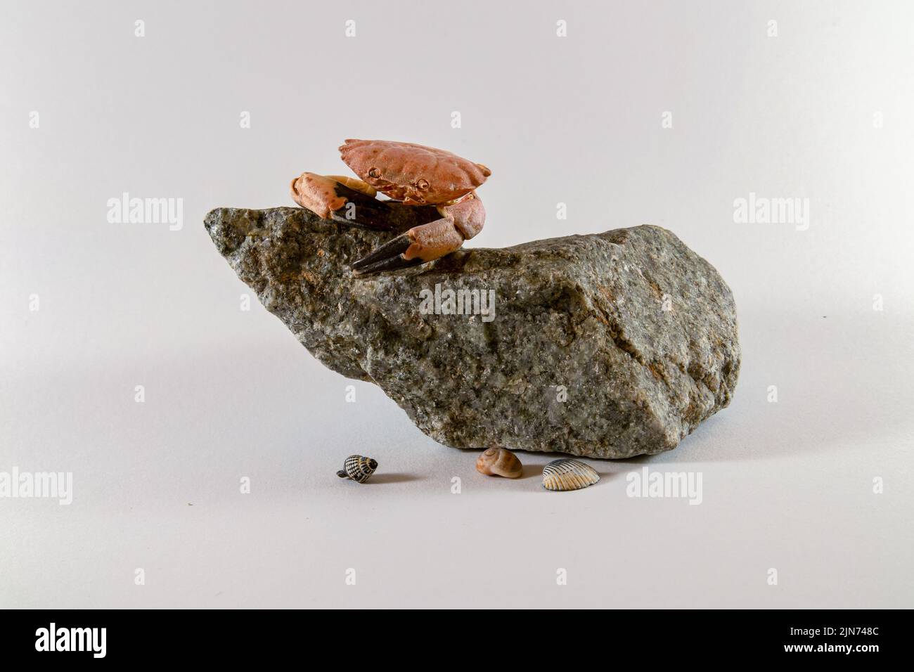 pink crab shell on a grey rock with snail shells on white background ...
