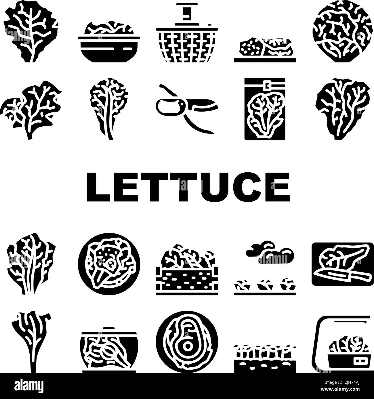 Lettuce plant set romaine Cut Out Stock Images & Pictures - Alamy