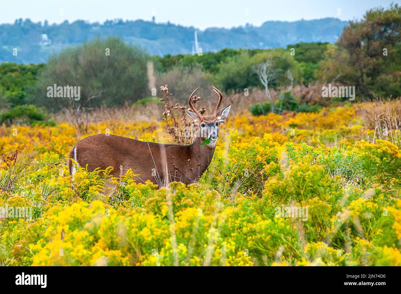 Deer in the wild Stock Photo - Alamy