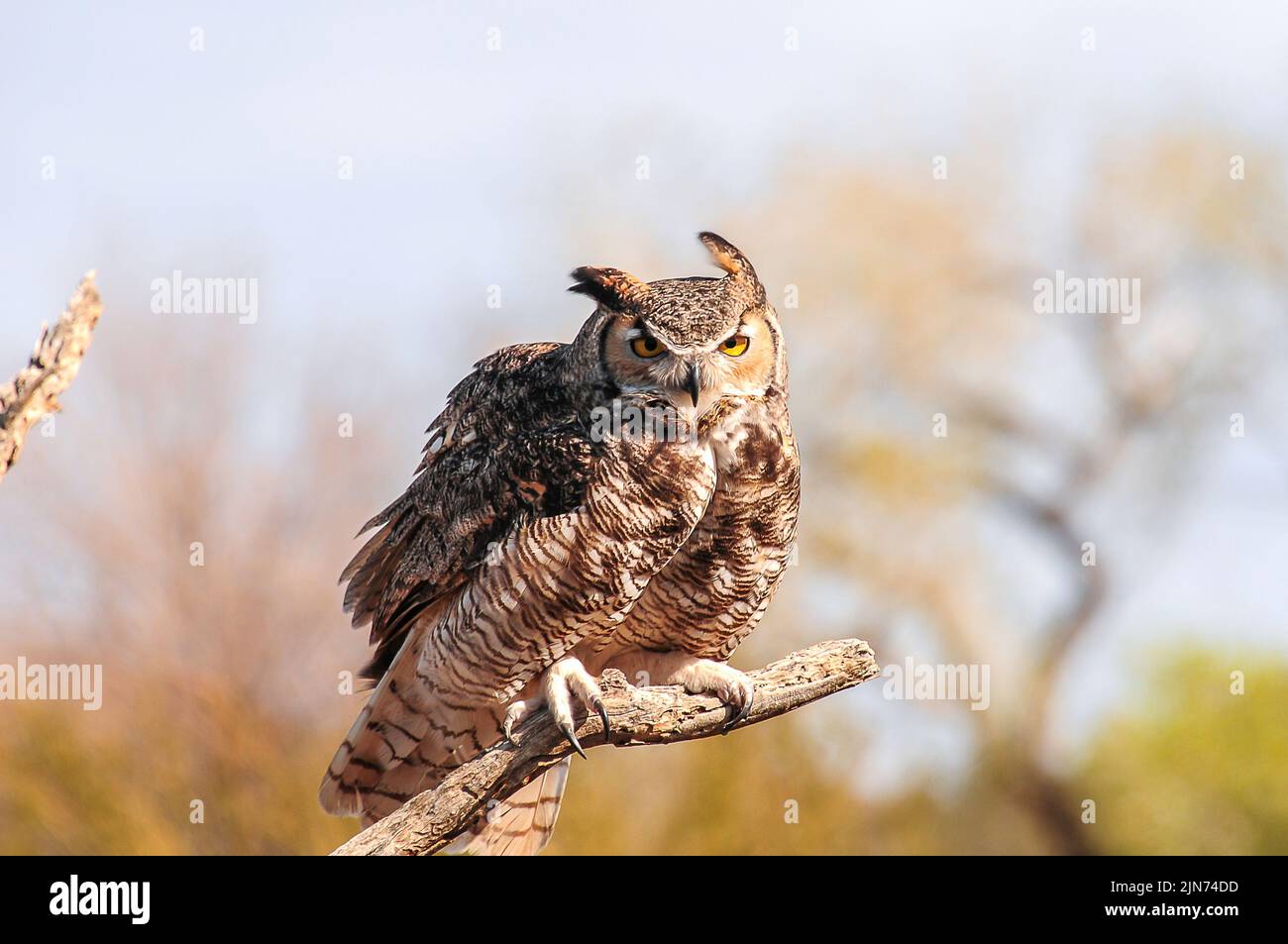 Barn owl tree illustration hi-res stock photography and images - Alamy