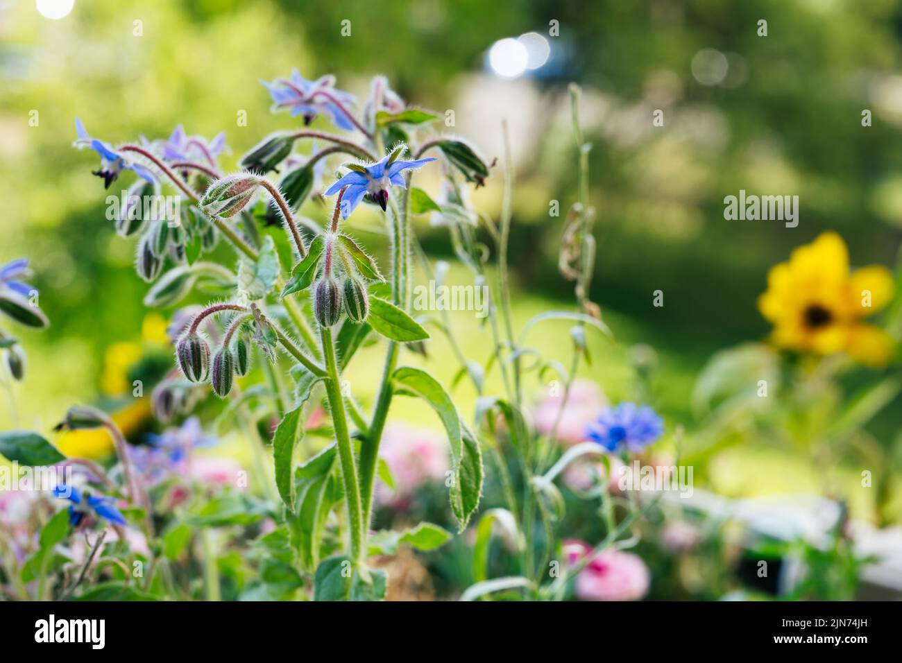 Borage (Borago officinalis) flowers and buds in the green summer garden ...