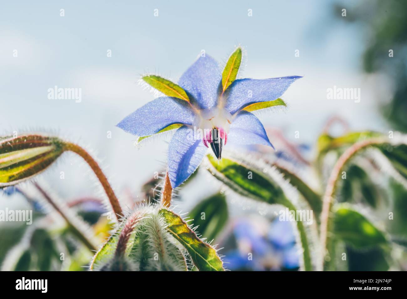 Borage (Borago officinalis) flowers and buds iagainst blue sky. The ...