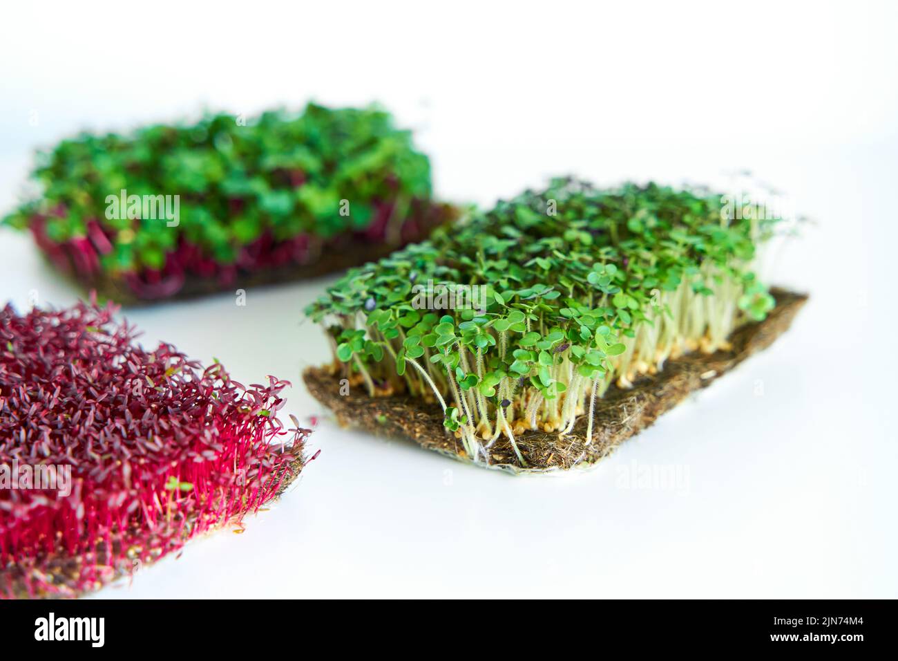 Microgreen plants mix of various plants. Person holding in hand ...