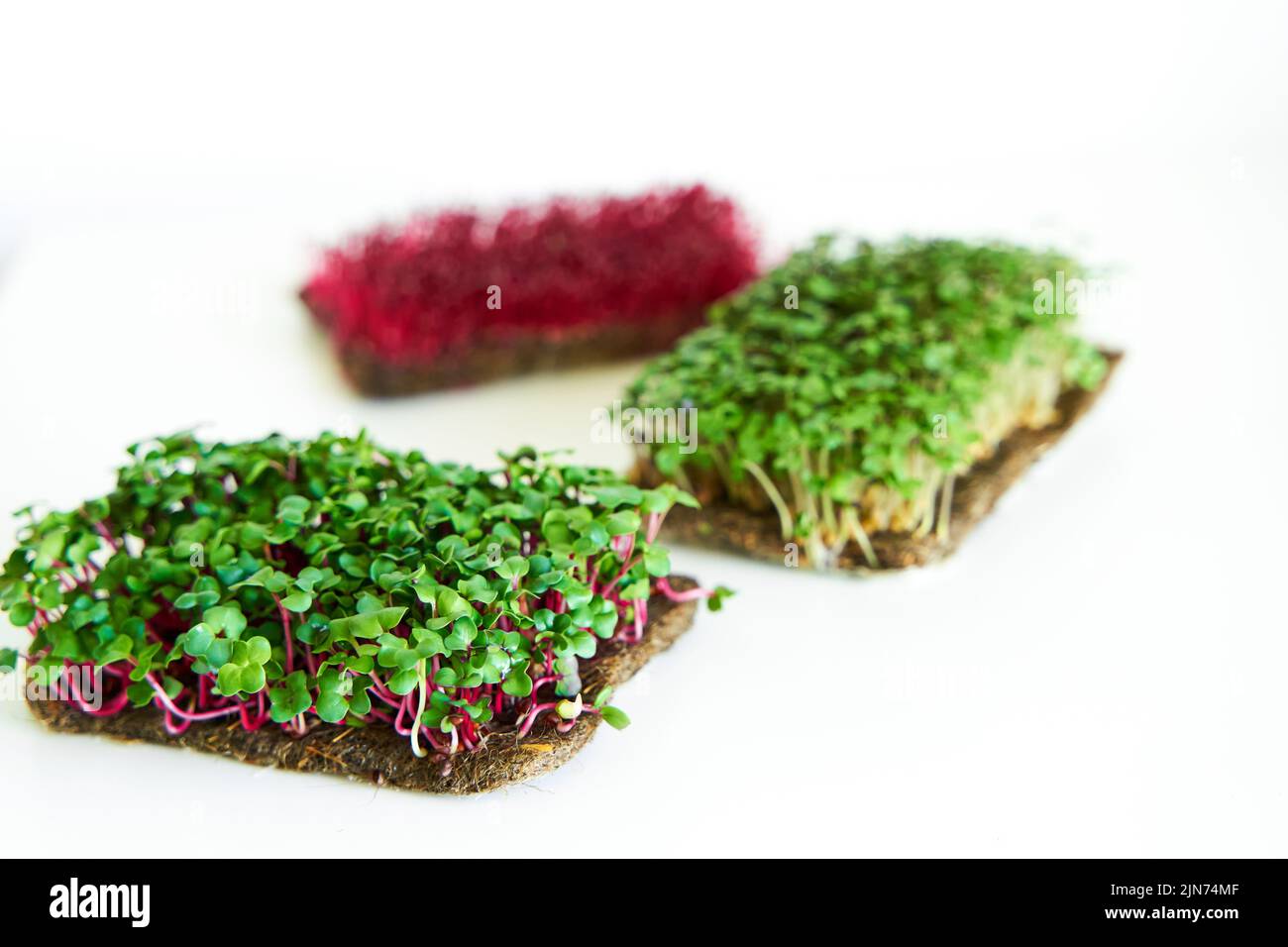 Bio organic radish seedling Cut Out Stock Images & Pictures - Alamy