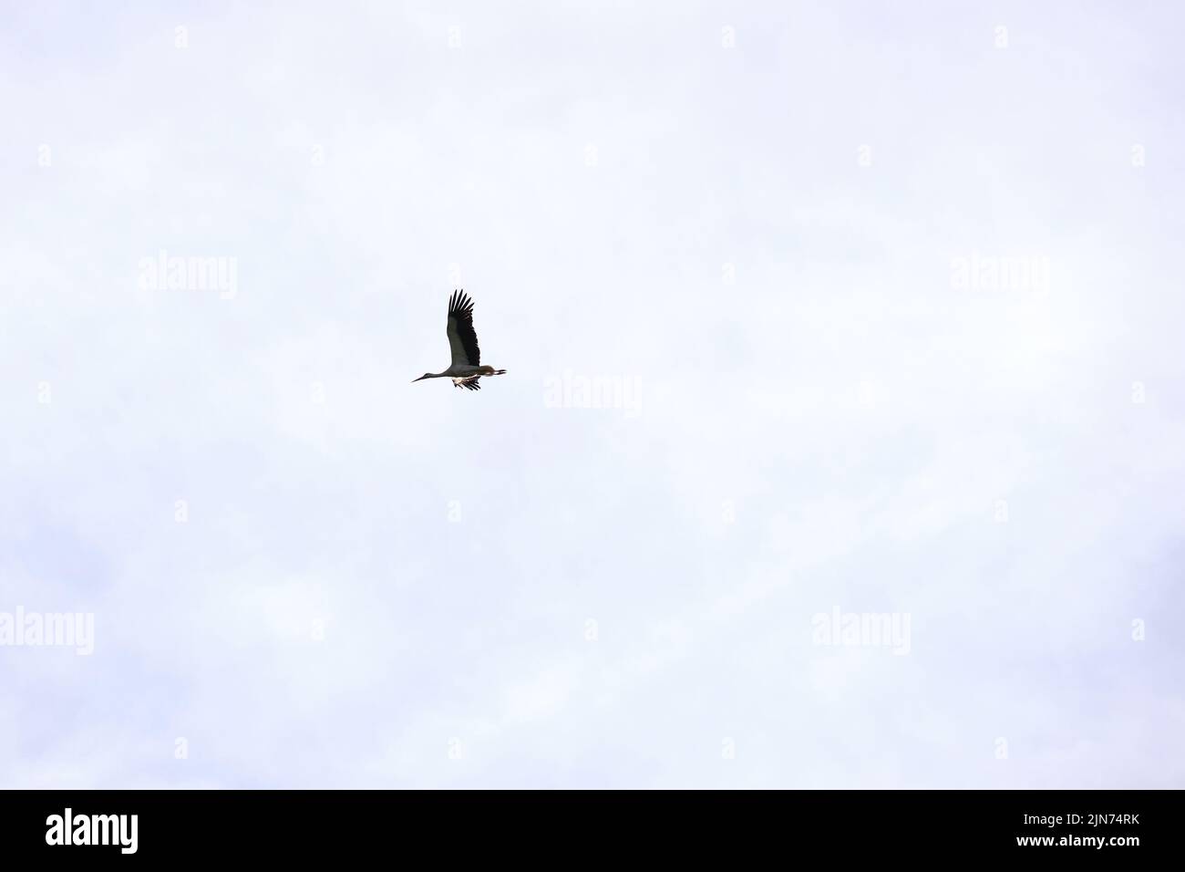 Stork bird with spread wings flying, soaring high in blue sky Stock ...