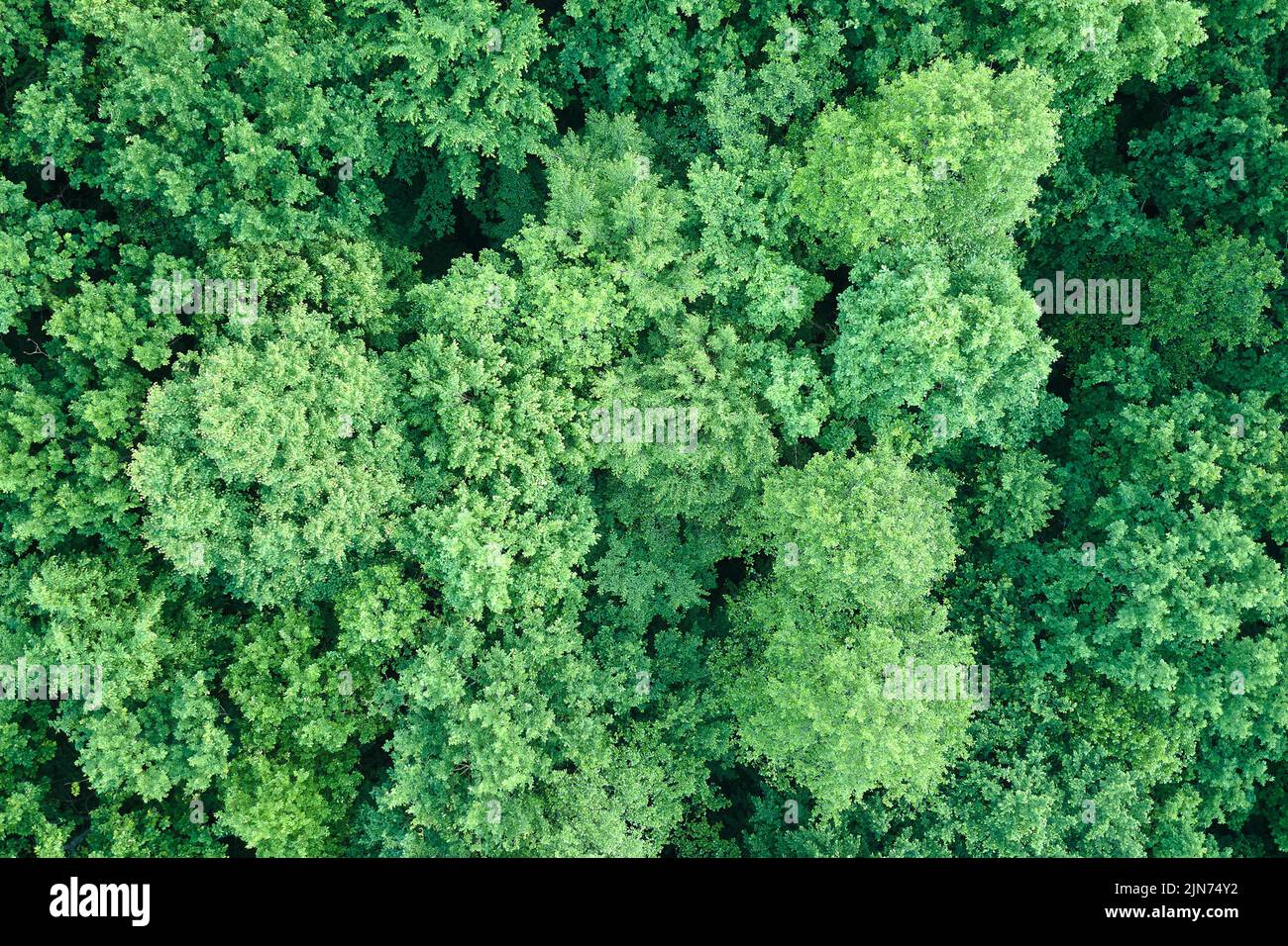 Top down flat aerial view of dark lush forest with green trees canopies ...