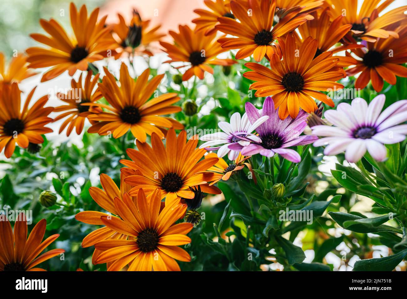 Orange and violet Cape marguerite, Cape daisy, Sundays river daisy or ...