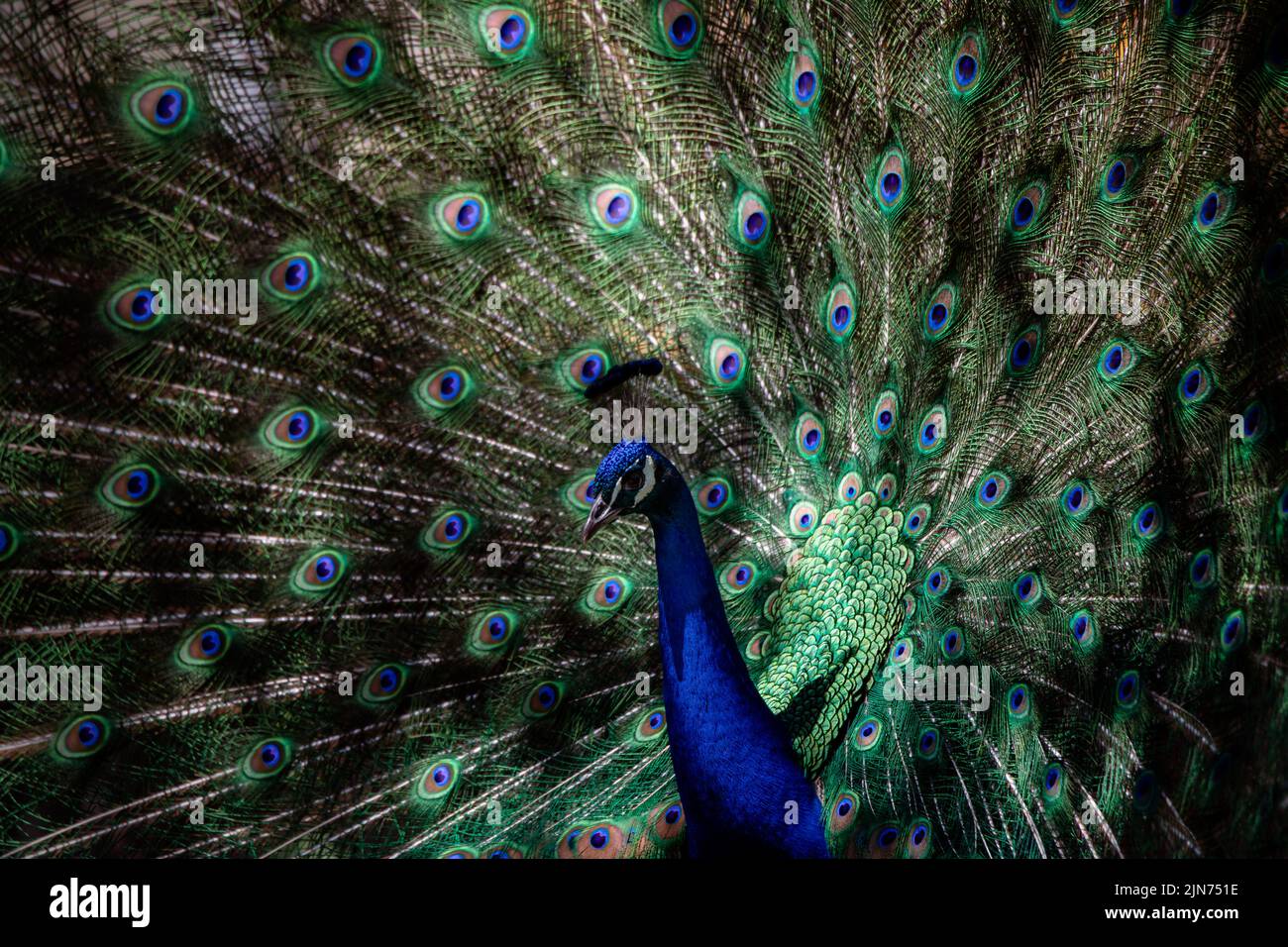 Portrait with lights and shadows of a male Peacock showing his plumage ...