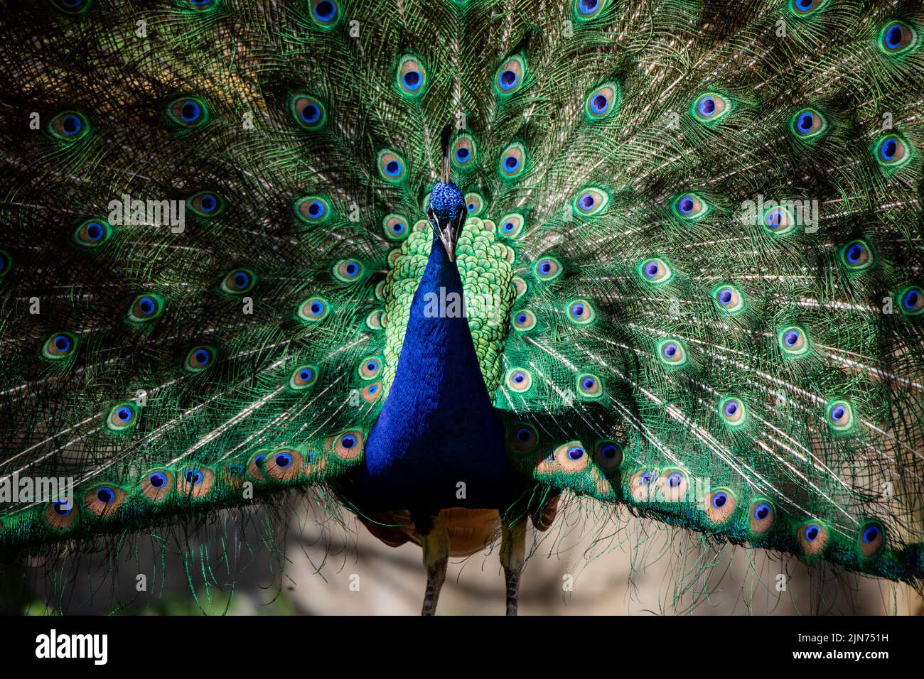 Portrait with lights and shadows of a male Peacock showing his plumage ...