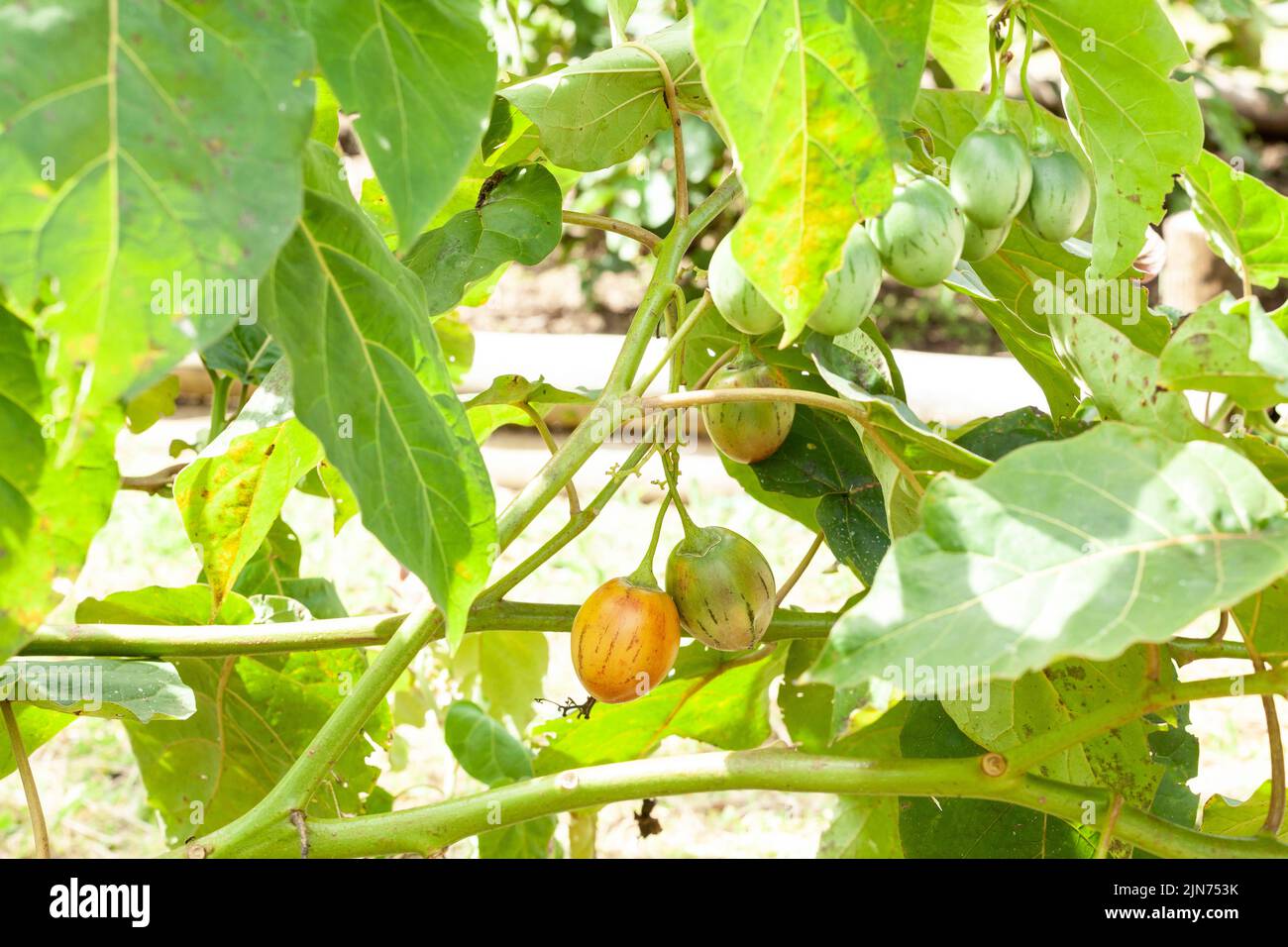 Tree tomato tamarillo exotic fruit - Solanum betaceum Stock Photo - Alamy