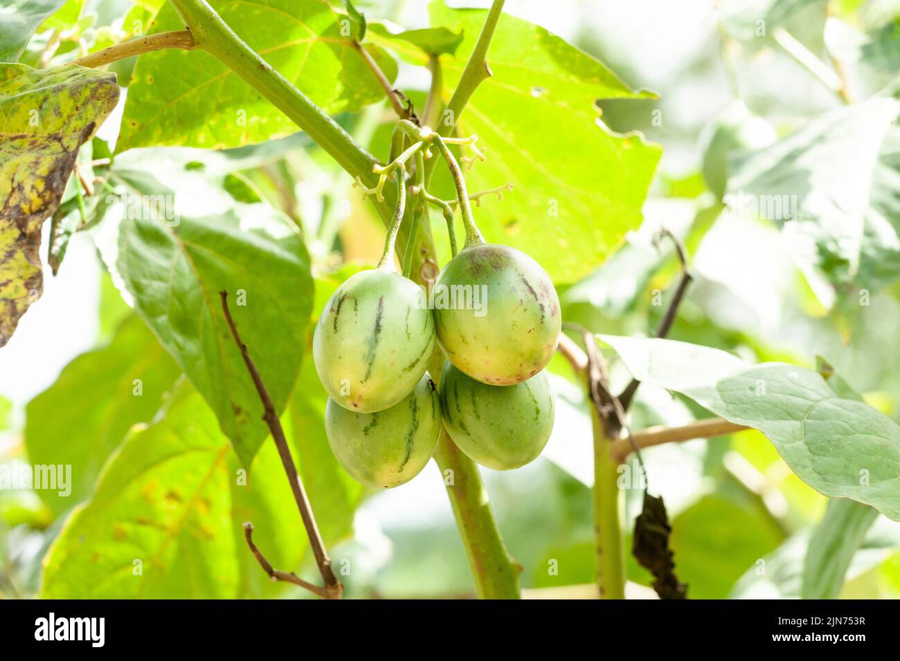 Tree tomato tamarillo exotic fruit - Solanum betaceum Stock Photo - Alamy