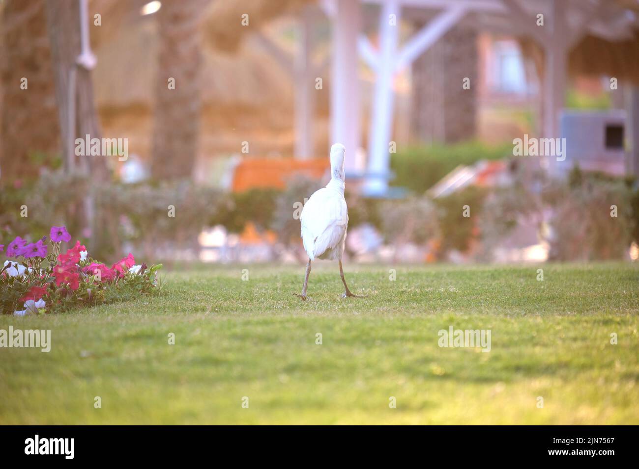 White cattle egret wild bird, also known as Bubulcus ibis, walking on ...
