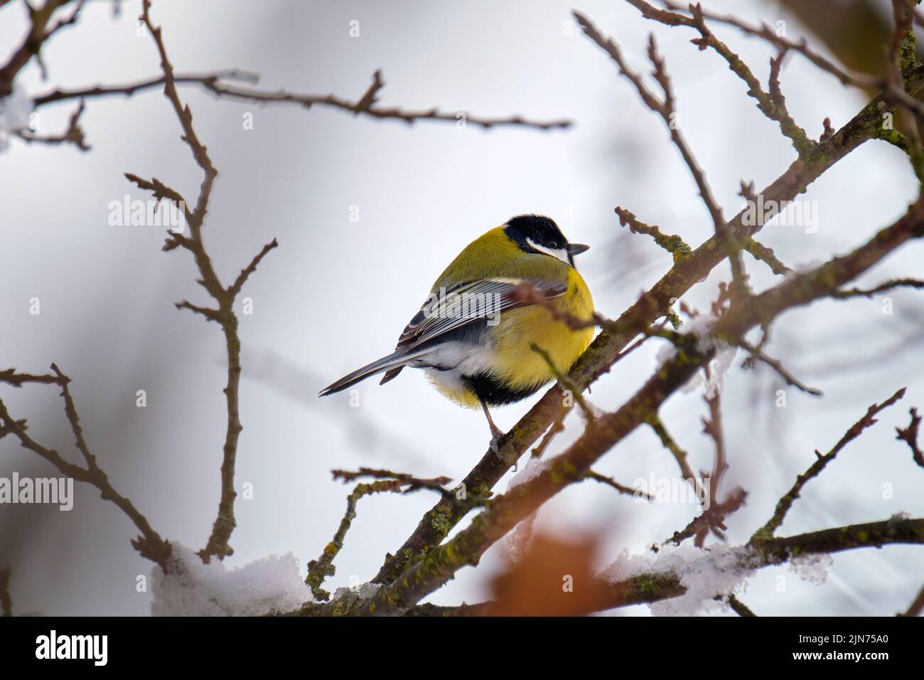 Yellow wild tit bird perching on tree branch on cold winter day Stock ...