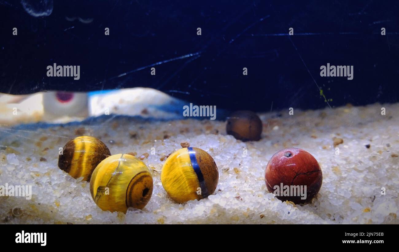 The close-up view of the green and red circle fishing gear ornaments in ...