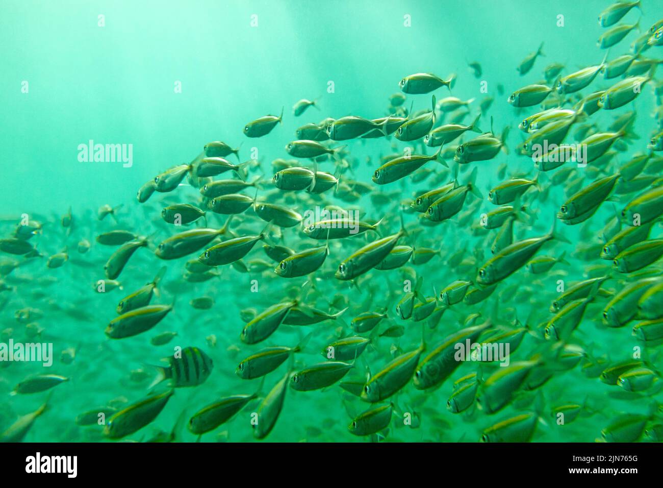 The underwater view of a striped fish swimming against the fish shoal ...