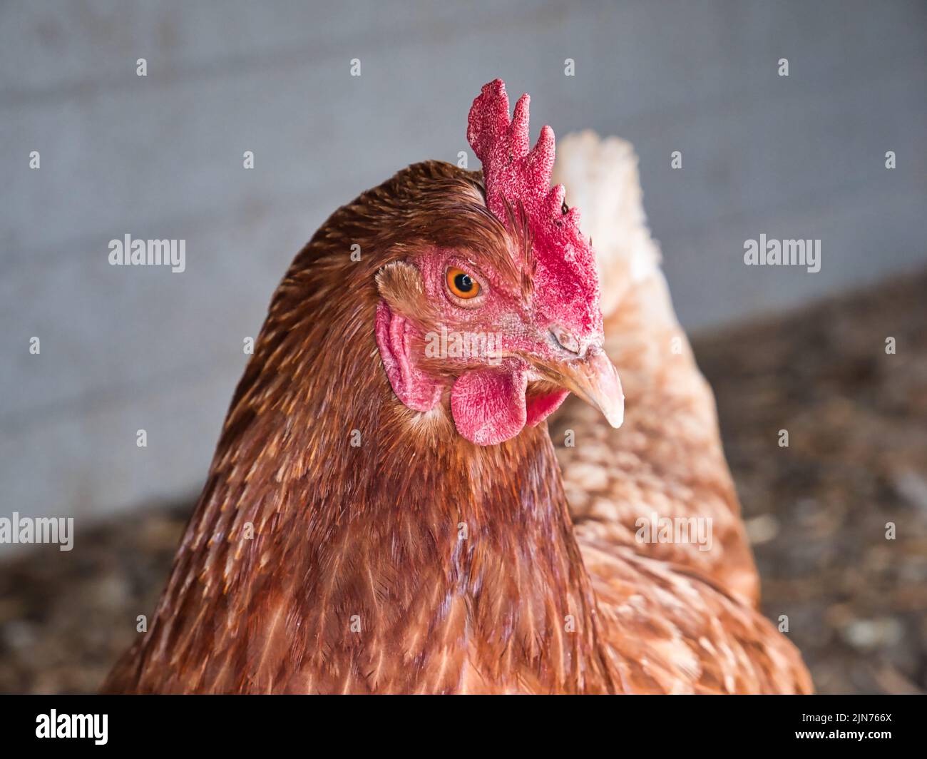 Chicken glancing at camera lens Stock Photo - Alamy
