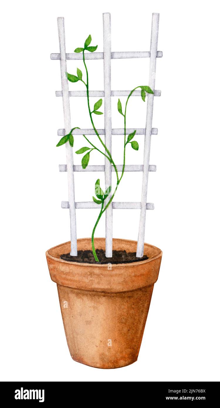 Pea plant drawing hi-res stock photography and images - Alamy