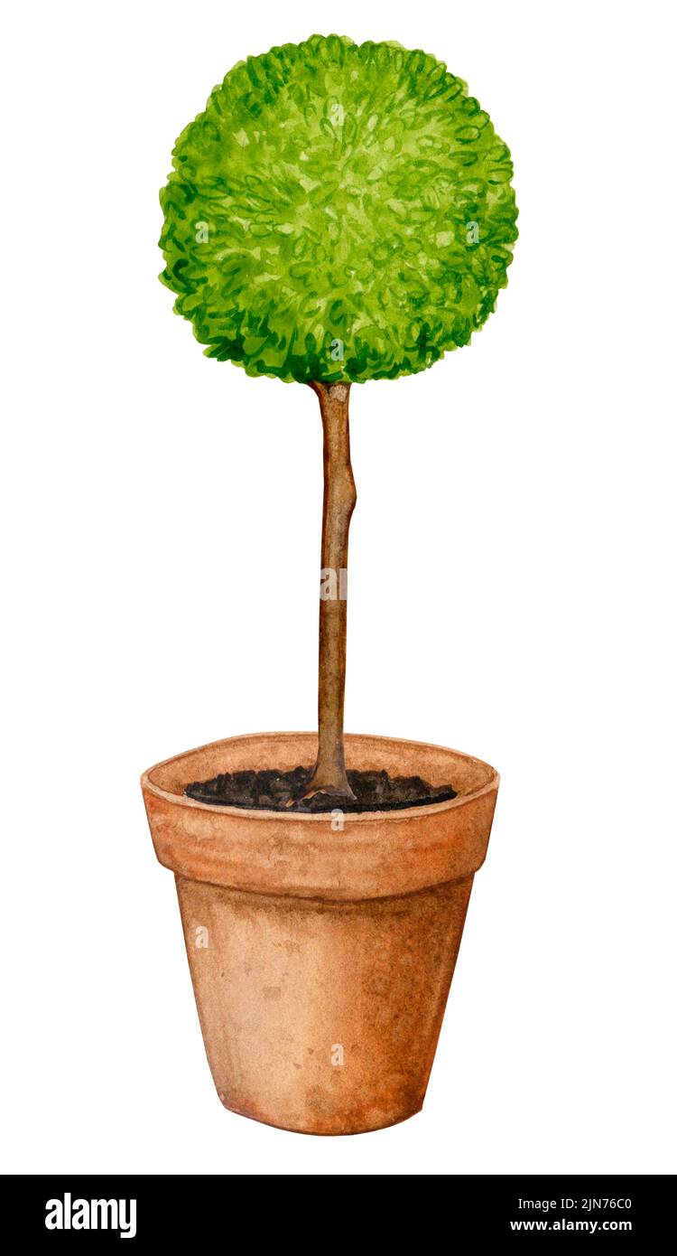 Boxwood tree container hi-res stock photography and images - Alamy