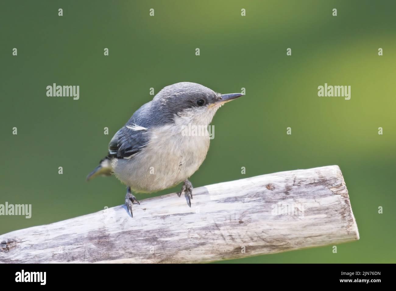 A closeup photo of a cute little pygmy nuthatch perched on a stick in ...