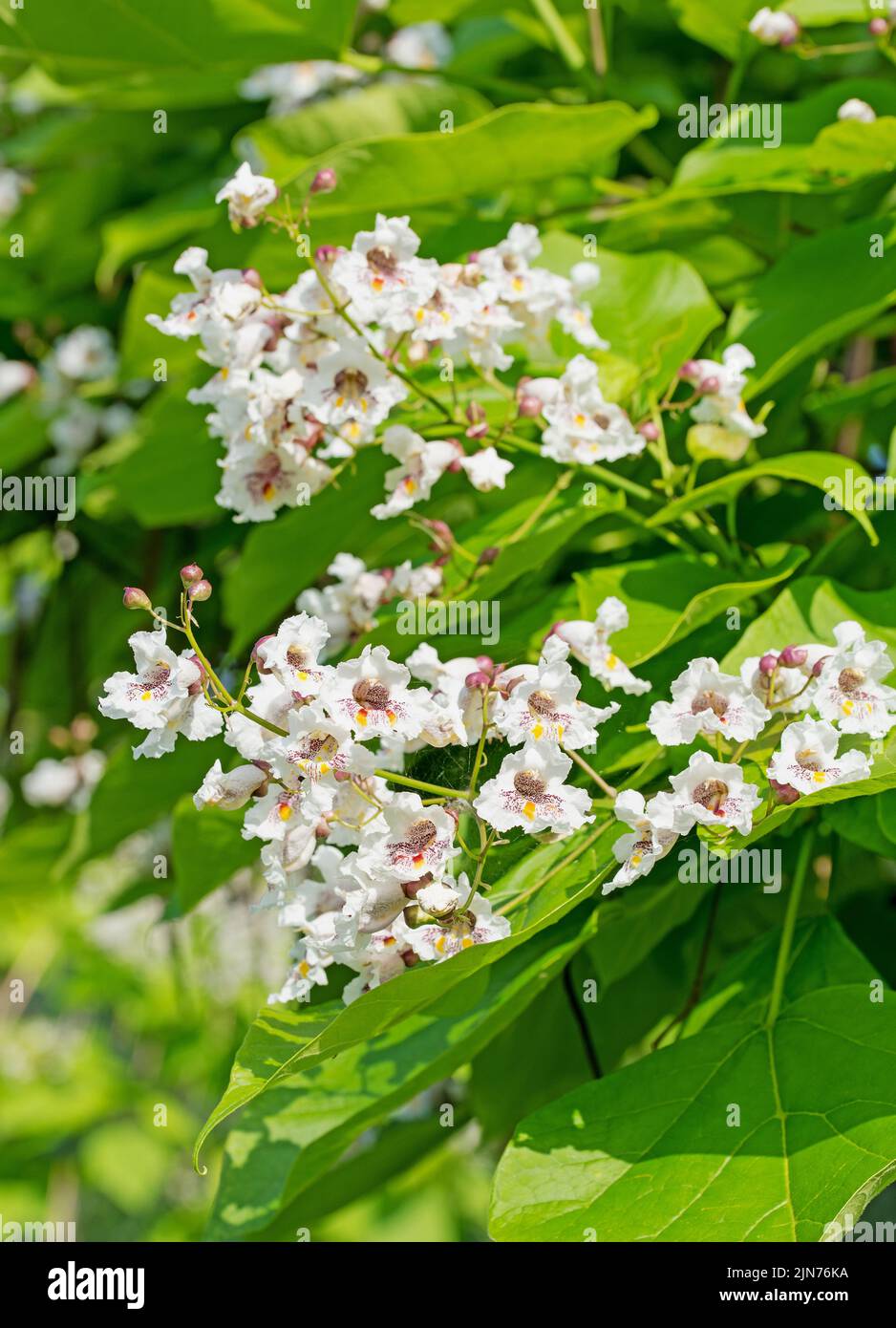 Flowering bean tree, Catalpa, in summer Stock Photo - Alamy