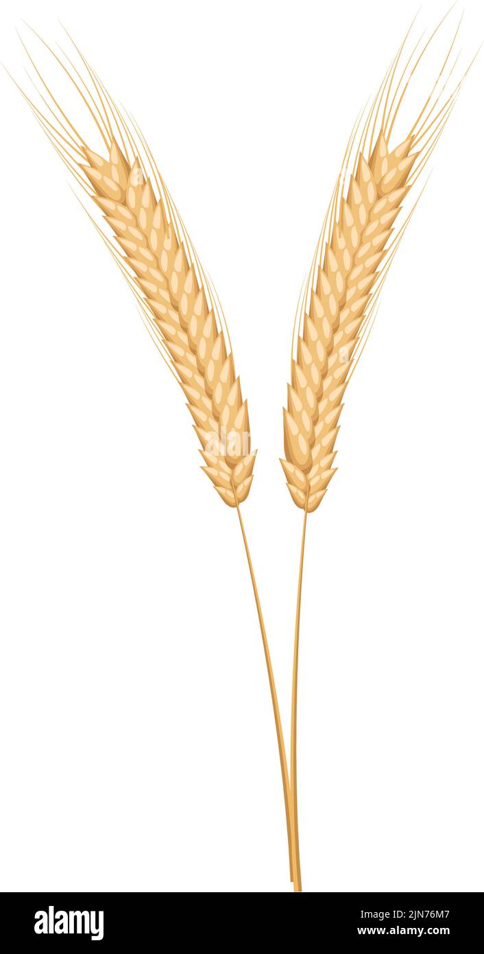 wheat spikes organic product Stock Vector Image & Art - Alamy